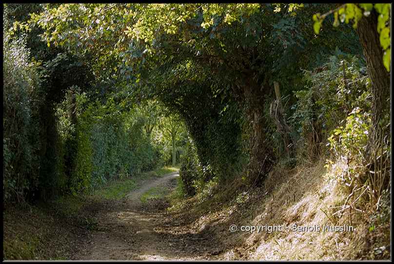 Un chemin creux en Flandres.